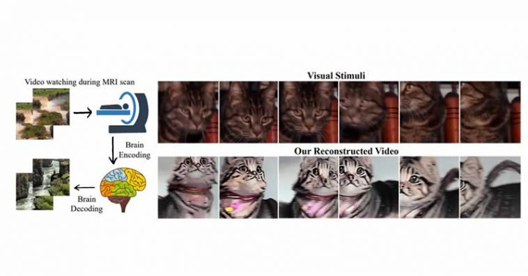 Decoding the Mind: AI Successfully Reconstructs High-Quality Videos ...