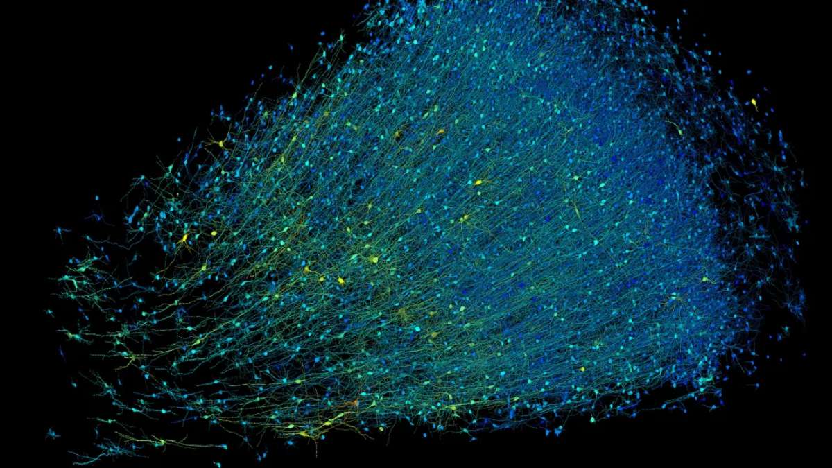 How AI Helps Create a Detailed High-Resolution 3D Map of the Human Brain